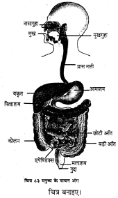 UP Board Class 6 Science Model Paper विज्ञान : आओ समझें विज्ञान – UP ...