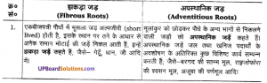 UP Board Solutions for Class 11 Biology Chapter 5 Morphology of ...