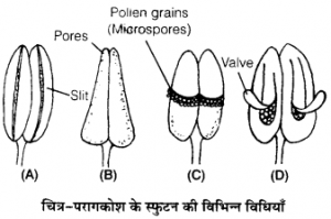 UP Board Solutions for Class 12 Biology Chapter 2 Sexual Reproduction ...