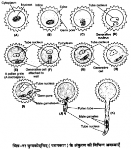 UP Board Solutions for Class 12 Biology Chapter 2 - SabDekho